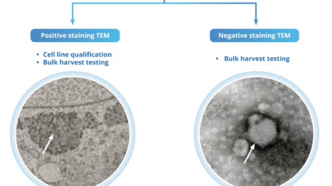TEM Testing for Adventitious Agents & RVLPs - ViruSure