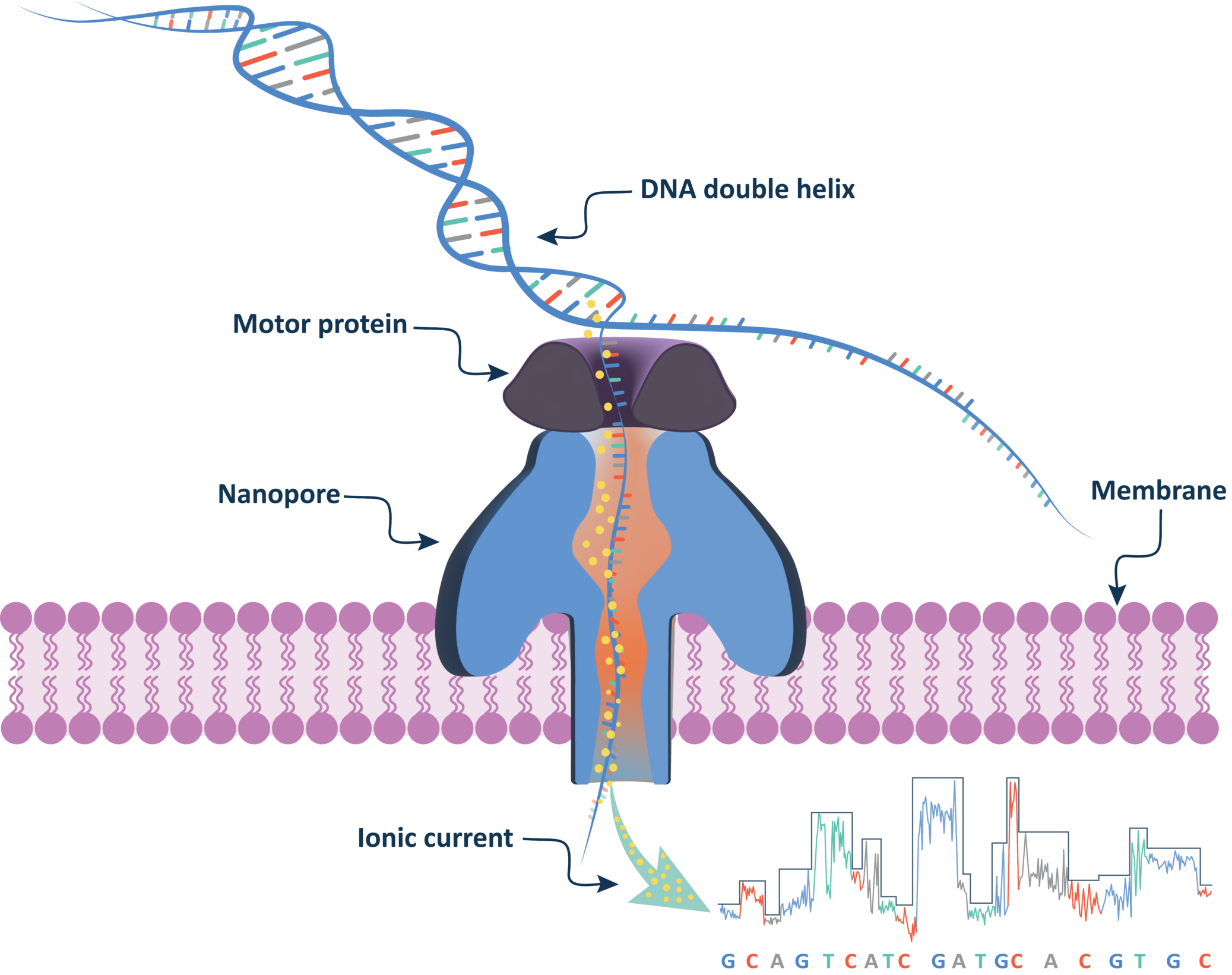 Next-Generation Sequencing - ViruSure